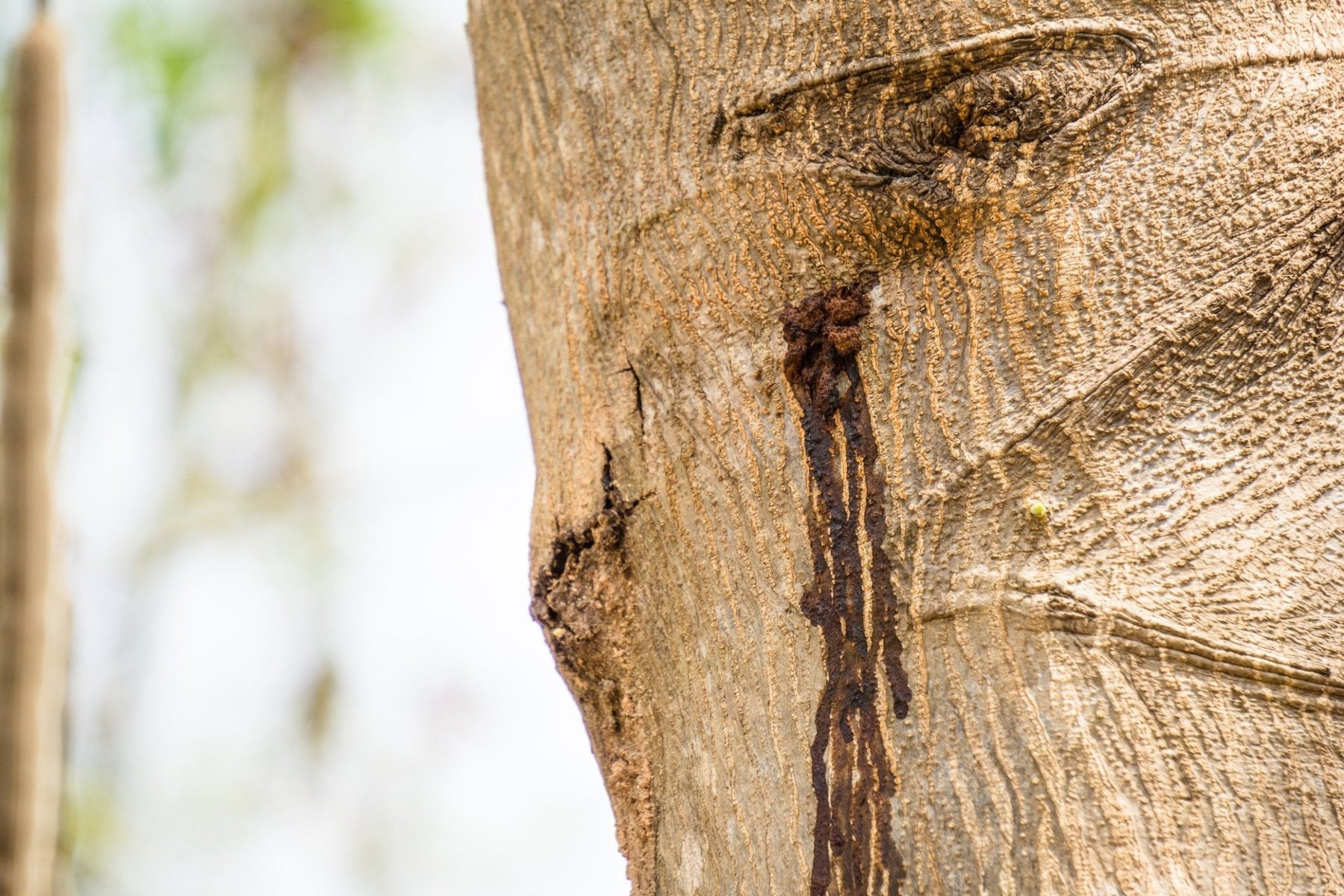 Hydrocolloid: Cassia Gum – Cape Crystal Brands